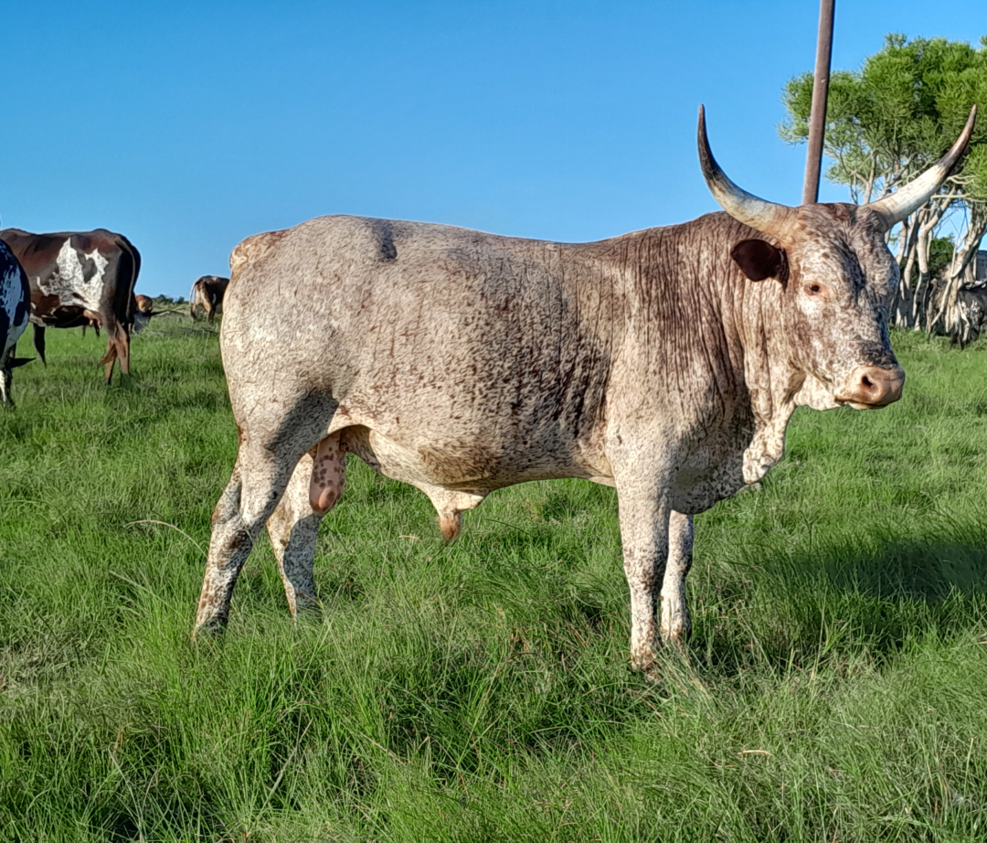 Nguni Cattle Farming - Ndebendala Group