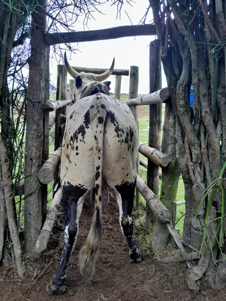 Nguni Cattle Farming - Ndebendala Group